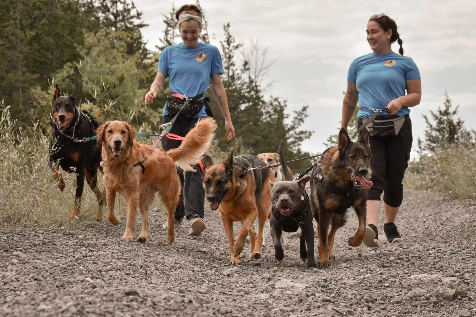 Dog Walking Services | Furball's Choice | Pet Sitting, Dog Walking ...